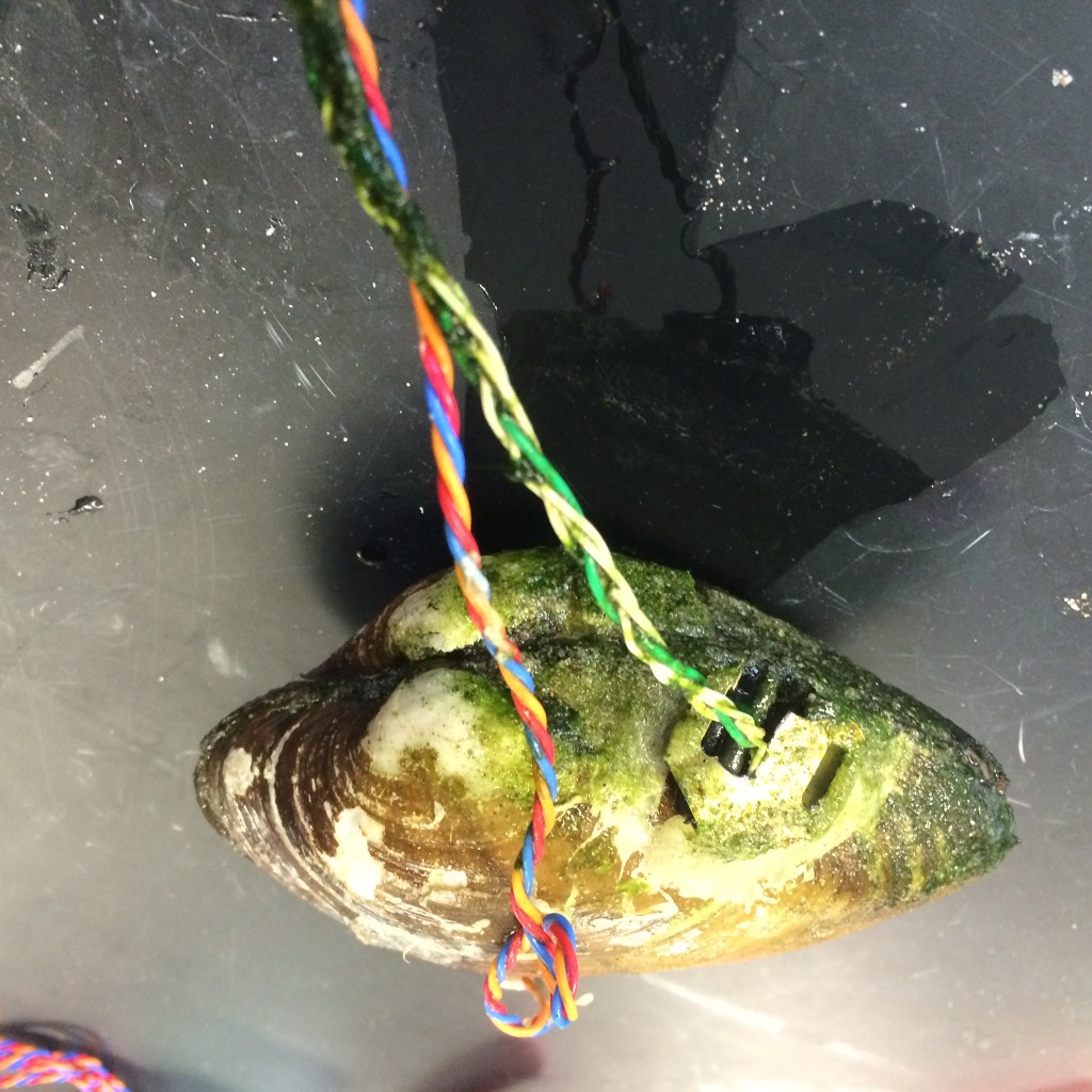 Heart Rate Monitors for Shellfish May Help Purify Rivers - GeoSpace ...