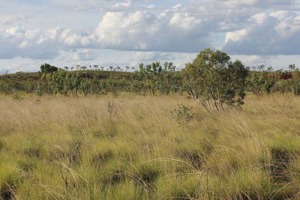 Explaining the history of Australia’s vegetation - GeoSpace - AGU ...