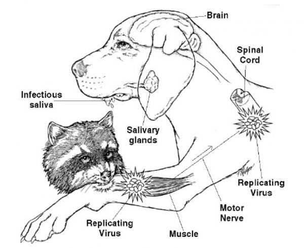 Human Rabies Mortality in India: Why Is This Still An Issue? - The ...