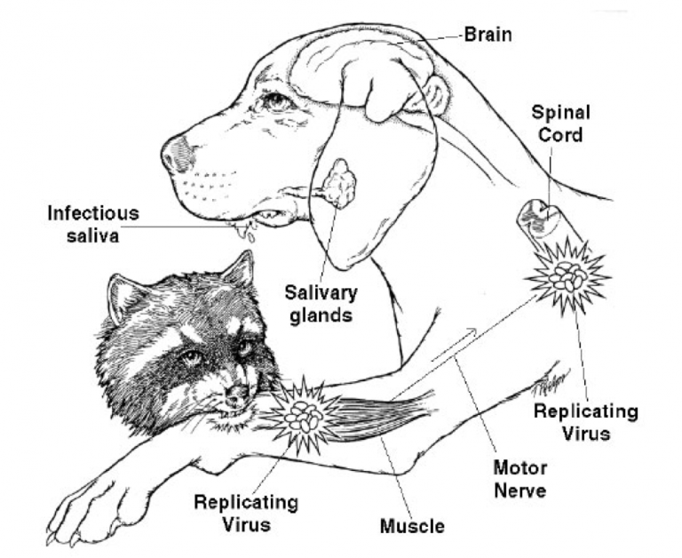 Human Rabies Mortality in India: Why Is This Still An Issue? - The ...
